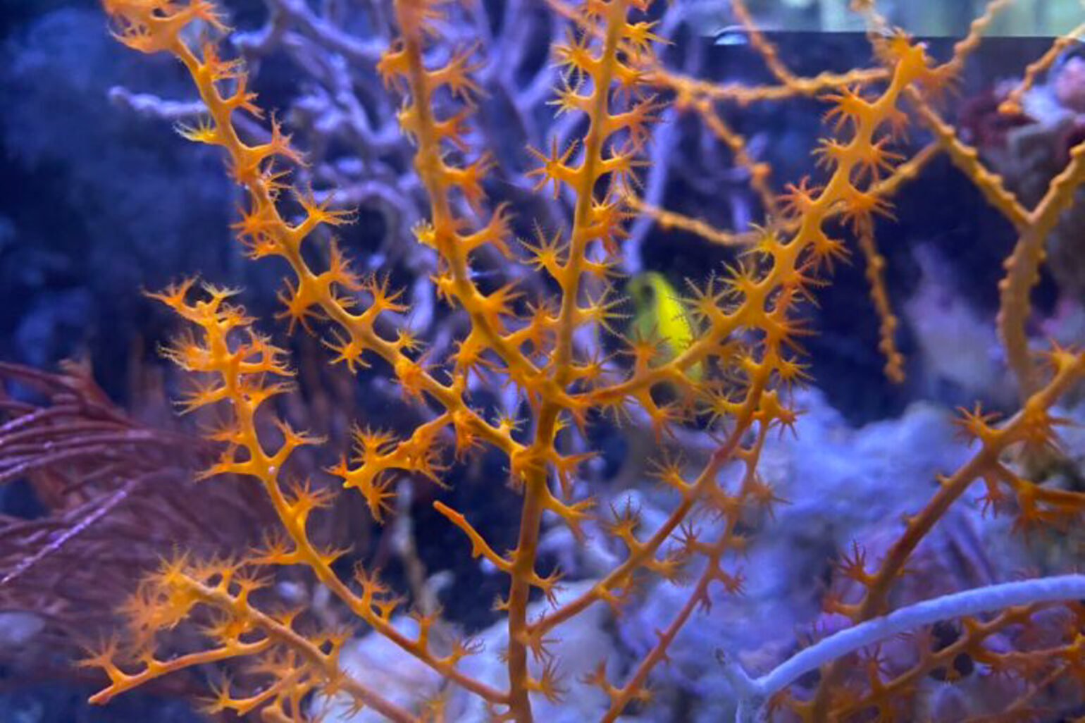 Gorgonian Husbandry and the Future of Reef-Keeping | Reef Builders ...