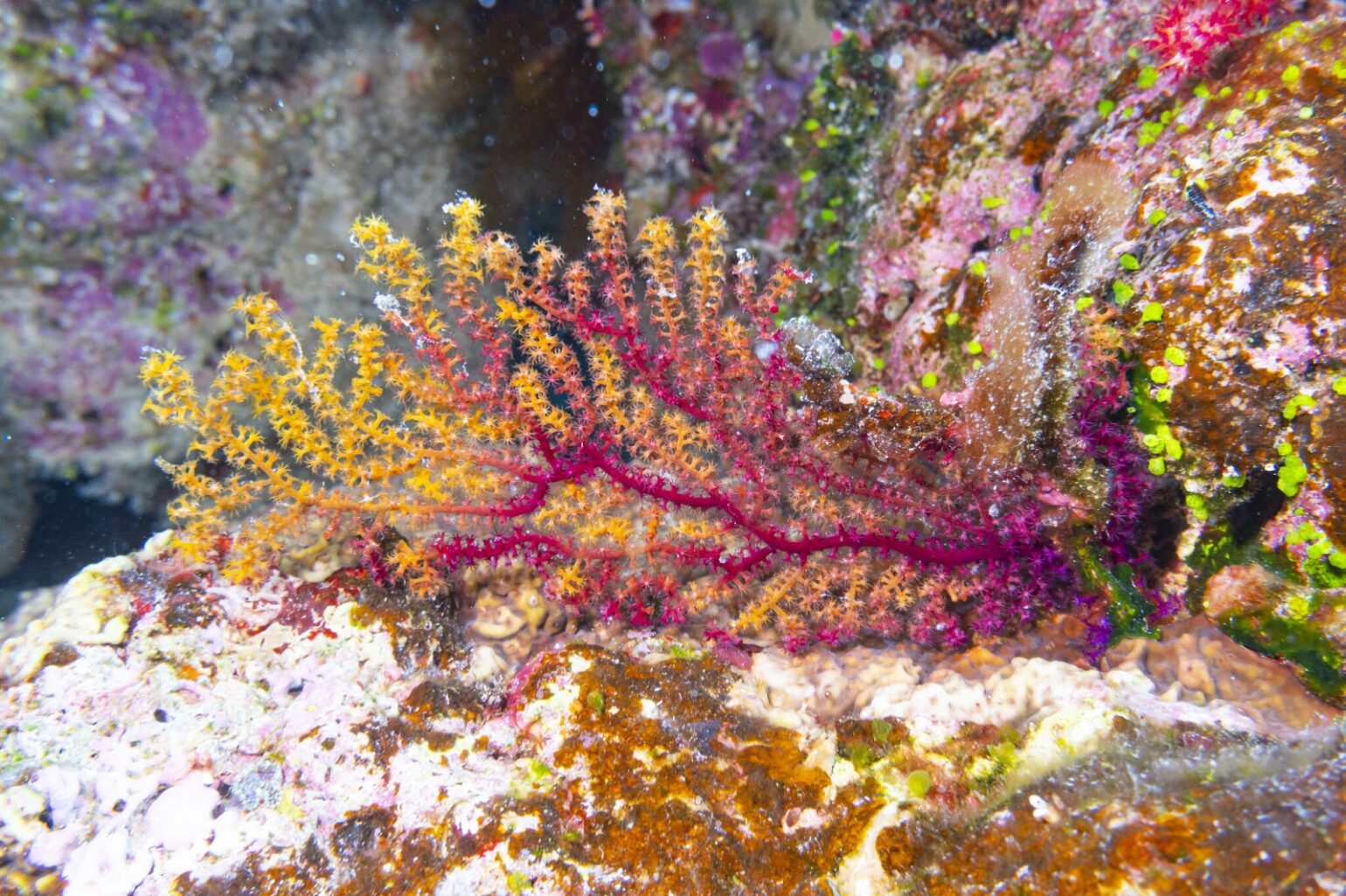 Gorgonian Husbandry and the Future of Reef-Keeping | Reef Builders ...