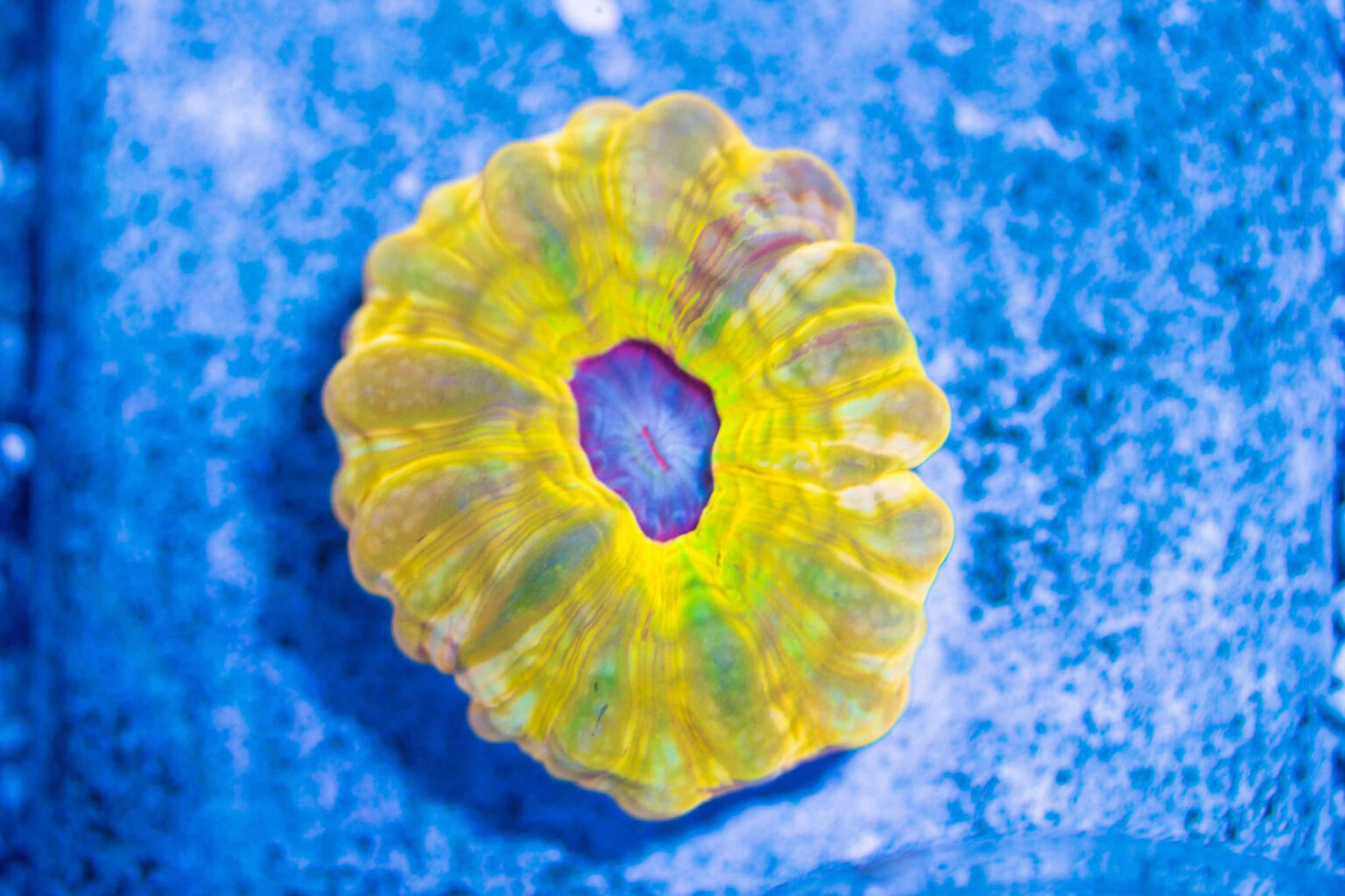 BSA Corals Showcases The Pinnacle Of Cynarina lacrymalis | Reef ...