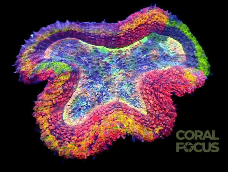 Coral Focus Collects The Creme Da La Creme Of Lobophyllia robusta ...