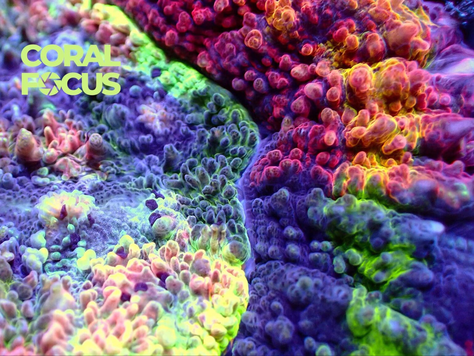 Coral Focus Collects The Creme Da La Creme Of Lobophyllia robusta ...