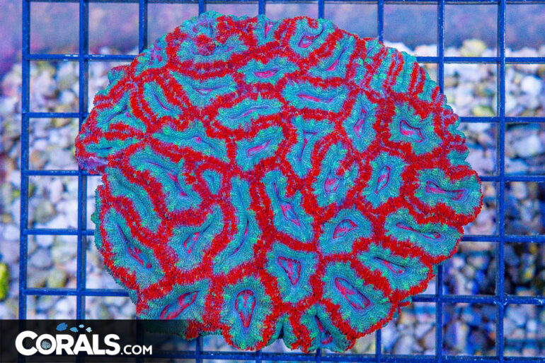 Introduction To Acan (Micromussa lordhowensis) Care | Reef Builders ...