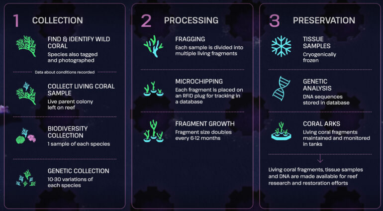 The Forever Reef Project Hopes To Create A Coral Ark | Reef Builders ...