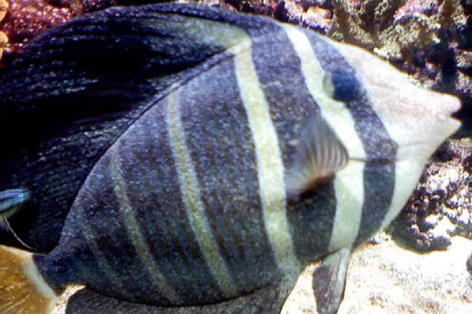 A Novel Parasite In Marine Aquaria - Amoebic Gill Disease (AGD) | Reef ...