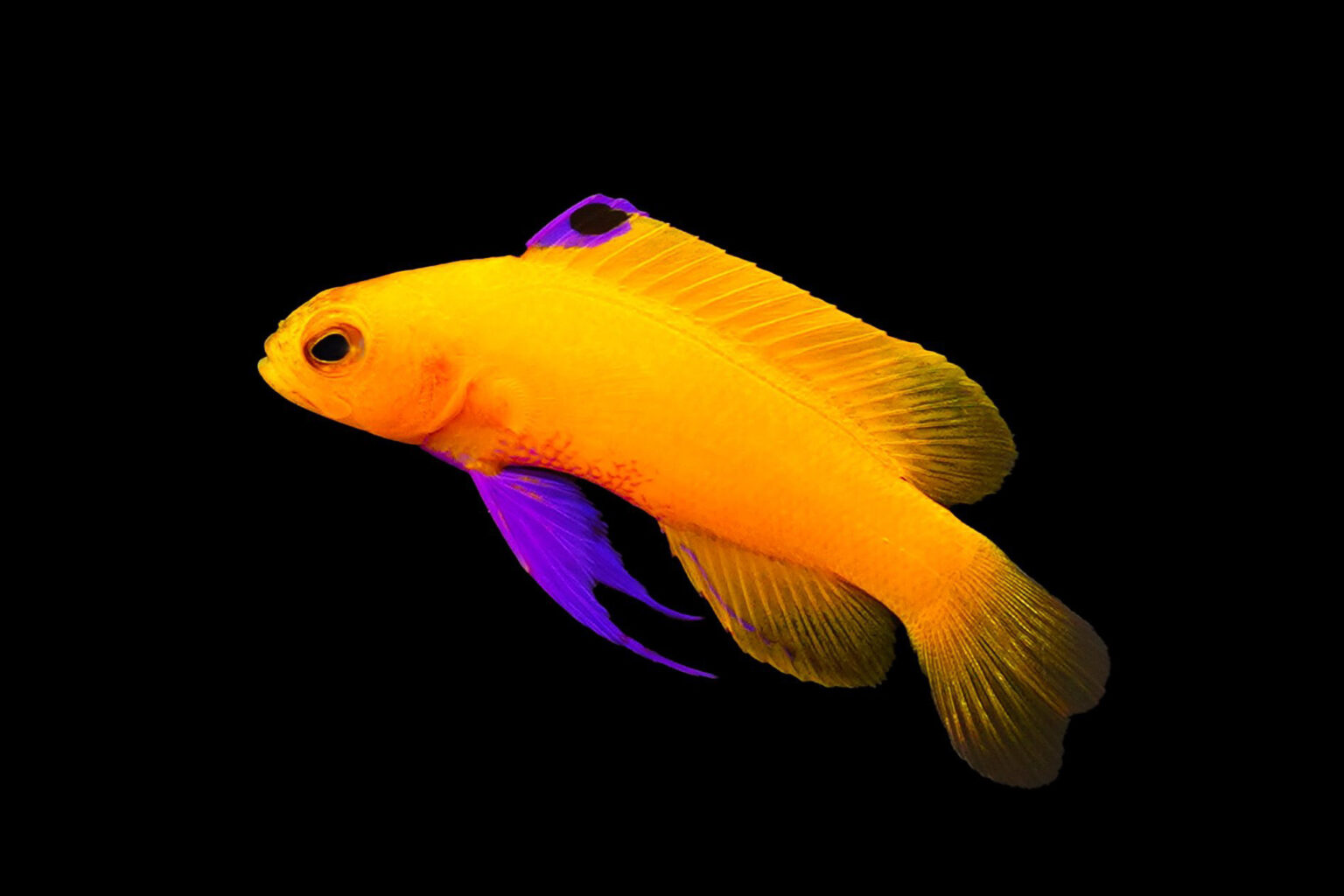 De Jong Marinelife Announces Their First Tank-Bred Gramma dejongi ...