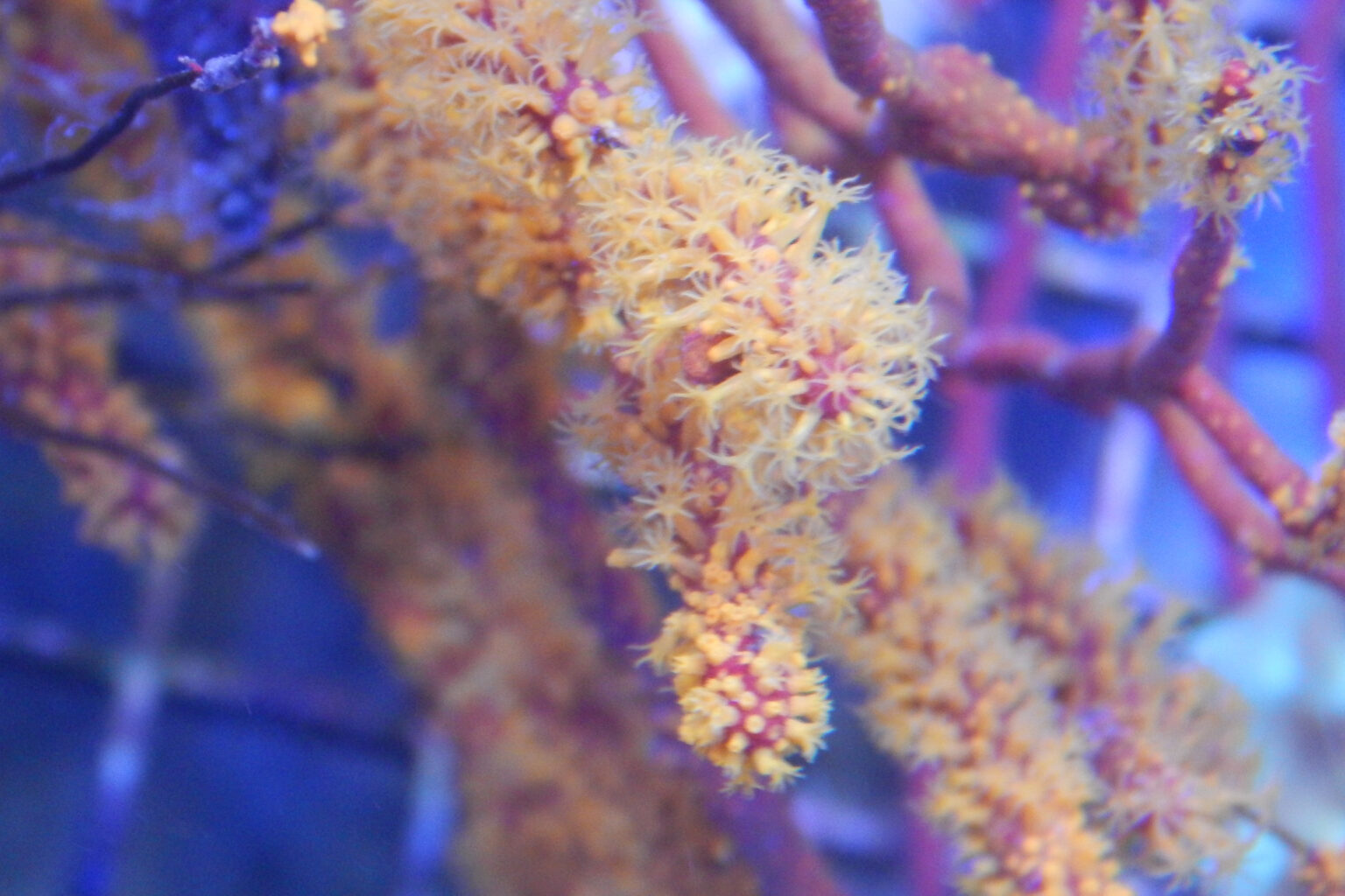 Can Purple Non Sulfur Bacteria Replace Lanthanum Chloride? Data From ...