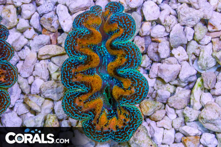 Introduction to Crocea Clam Care | Reef Builders | The Reef and ...