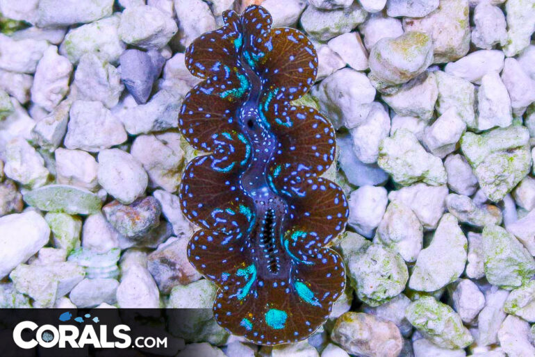 Introduction to Crocea Clam Care | Reef Builders | The Reef and ...
