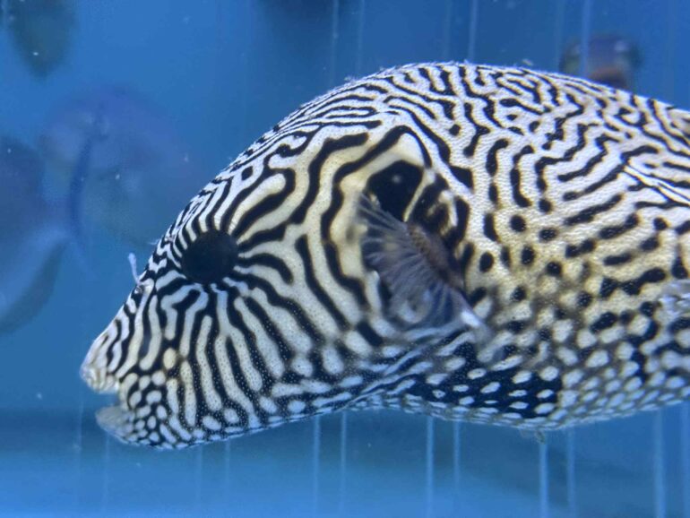 Unveiling a One-of-a-Kind Marvel: Vibrant Coral and Fish Discovers a ...