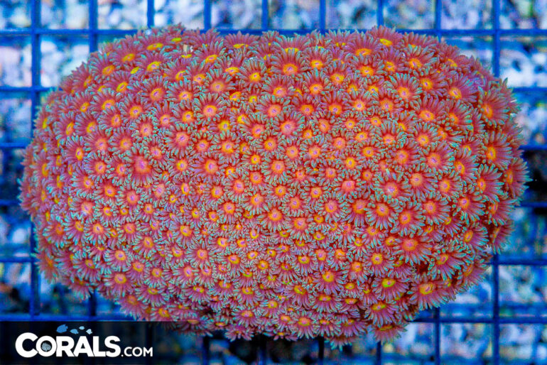 Introduction to Goniopora Care | Reef Builders | The Reef and Saltwater ...