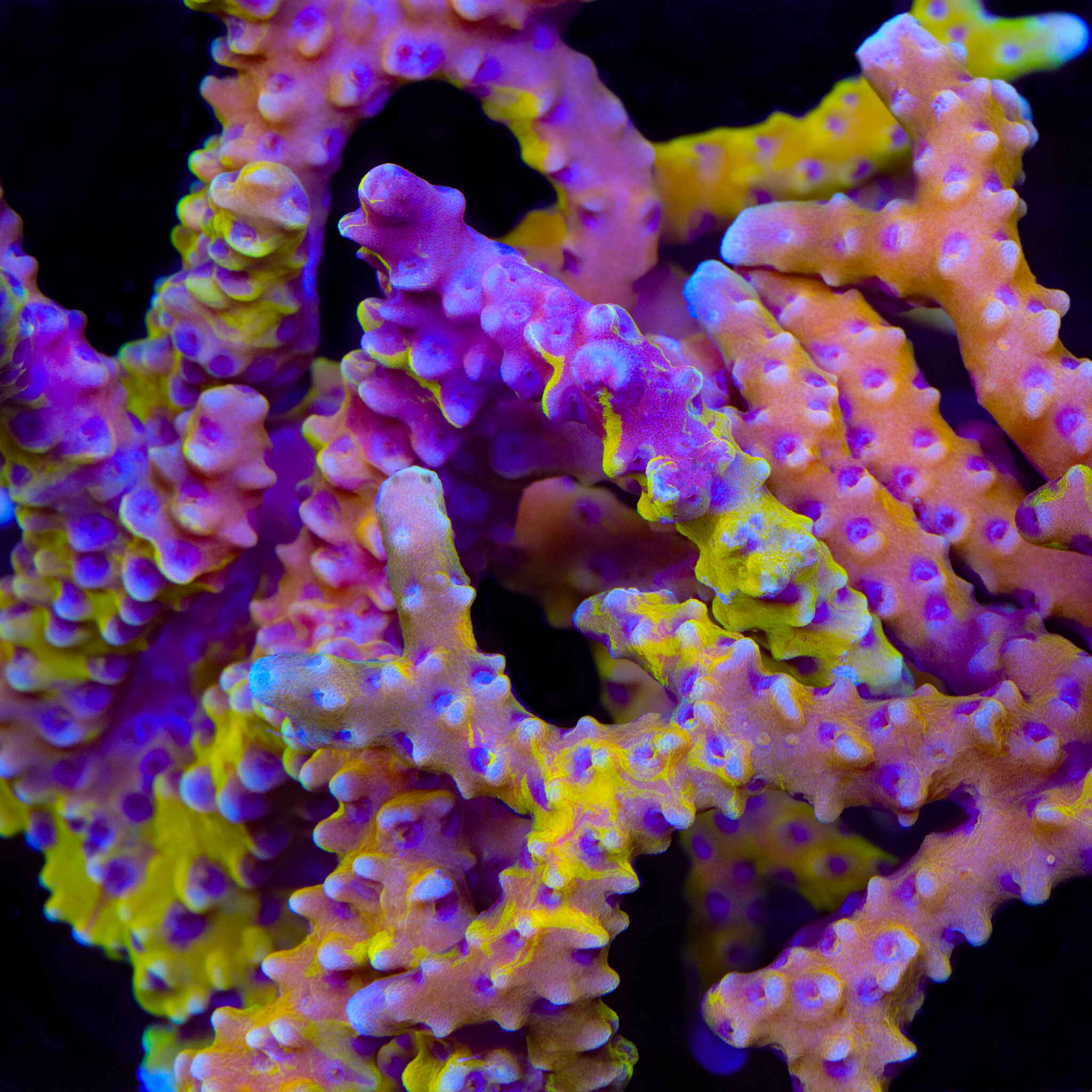 Showcasing Showpiece Innovation: Top Shelf Aquatics releases all new ...