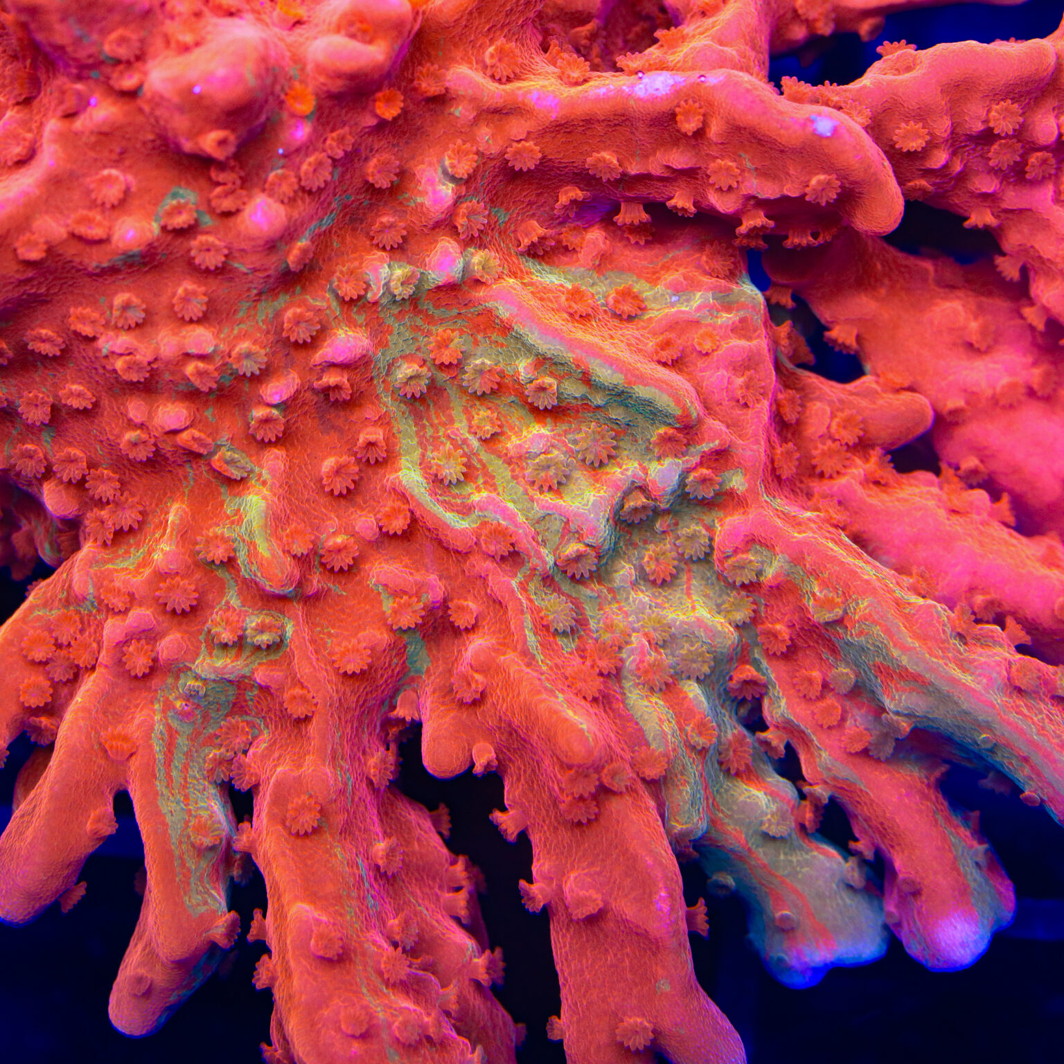 Showcasing Showpiece Innovation: Top Shelf Aquatics releases all new ...