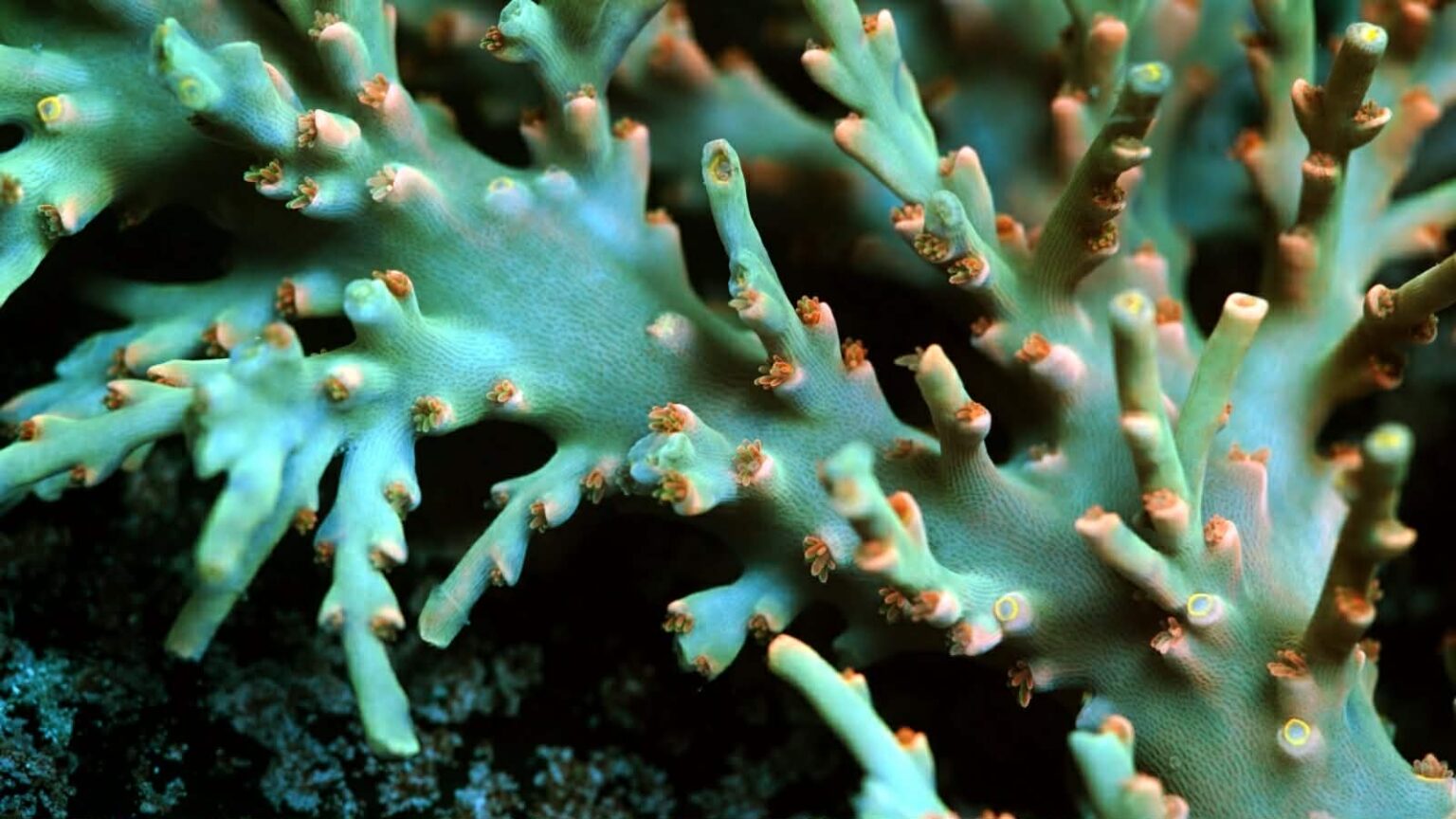 Breaking New Ground | Reef Builders | The Reef and Saltwater Aquarium Blog