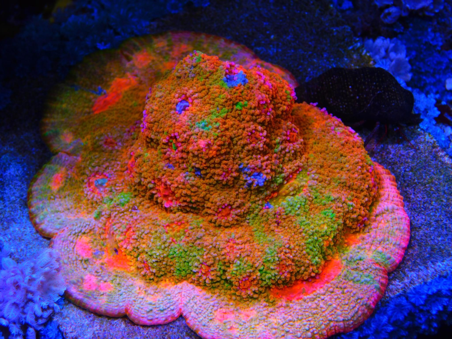 A Golden Opportunity | Reef Builders | The Reef and Saltwater Aquarium Blog
