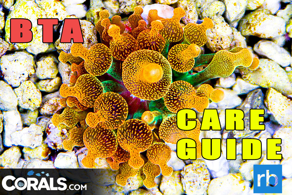 Introduction to Bubble Tip Anemone Care | Reef Builders | The Reef and ...