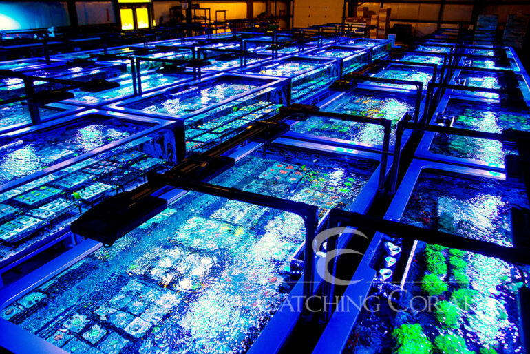 Eye Catching Coral Reaches Major Milestone: 250,000 Units of 100% ...