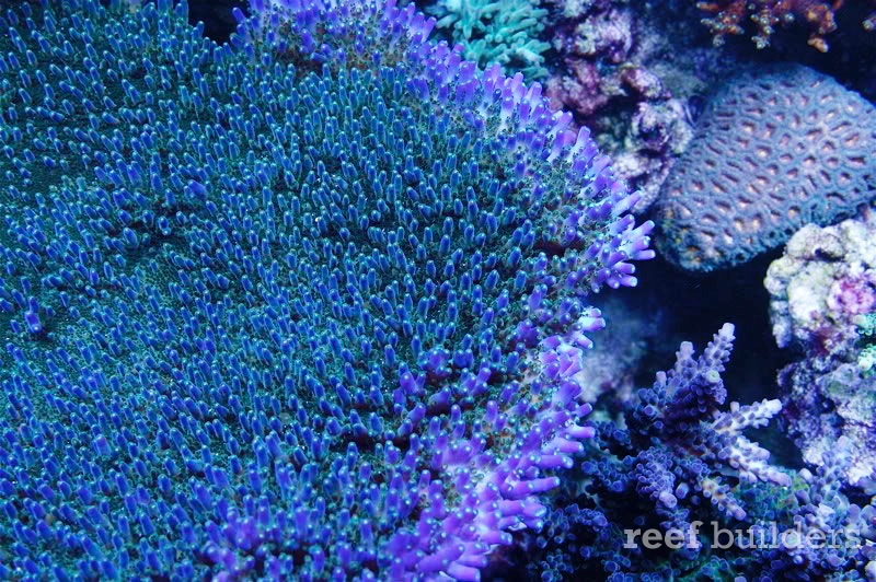 The tale of the Ultimate Efflo tabling acropora | Reef Builders | The ...