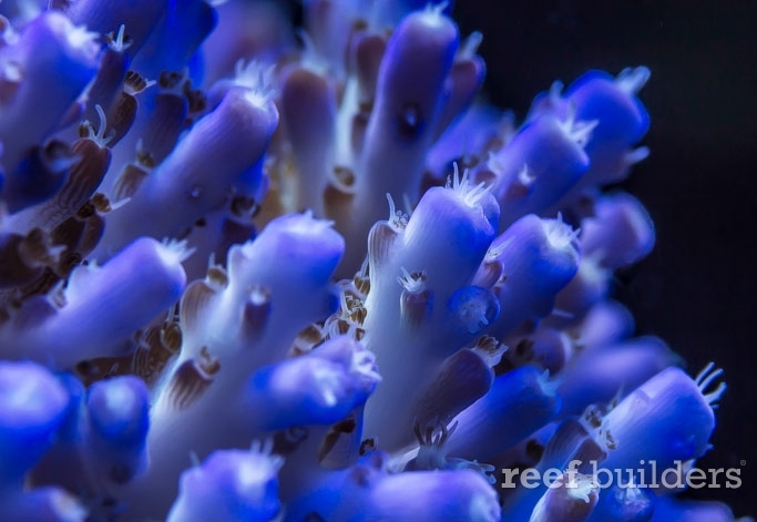 The tale of the Ultimate Efflo tabling acropora - Reef Builders | The ...