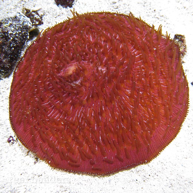 SoCal Coral Candies from AquaSD and Amazing Aquariums & Reefs | Reef ...