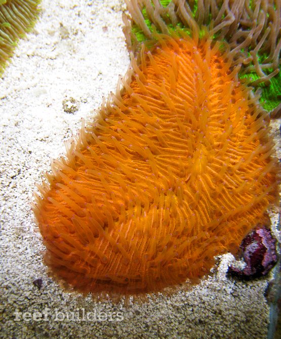 SoCal Coral Candies from AquaSD and Amazing Aquariums & Reefs | Reef ...