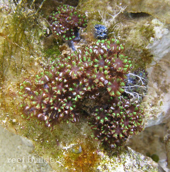 SoCal Coral Candies from AquaSD and Amazing Aquariums & Reefs | Reef ...