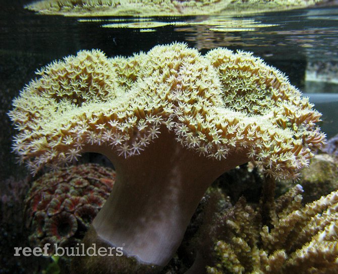 SoCal Coral Candies from AquaSD and Amazing Aquariums & Reefs | Reef ...