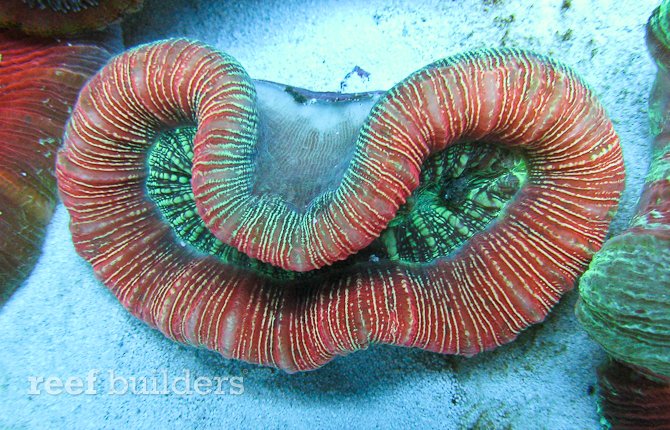 SoCal Coral Candies from AquaSD and Amazing Aquariums & Reefs | Reef ...