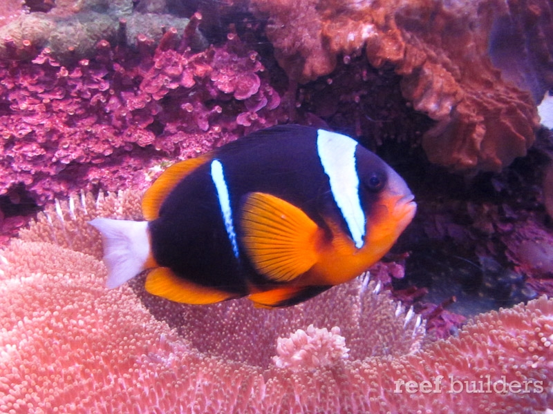 South African Allardi Clownfish make for gorgeous adults | Reef ...