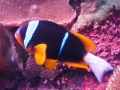 South African Allardi Clownfish make for gorgeous adults | Reef ...