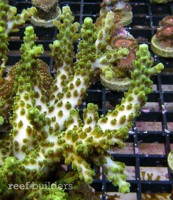 SoCal Coral Candies from AquaSD and Amazing Aquariums & Reefs | Reef ...