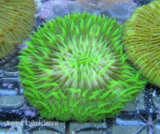 SoCal Coral Candies from AquaSD and Amazing Aquariums & Reefs | Reef ...