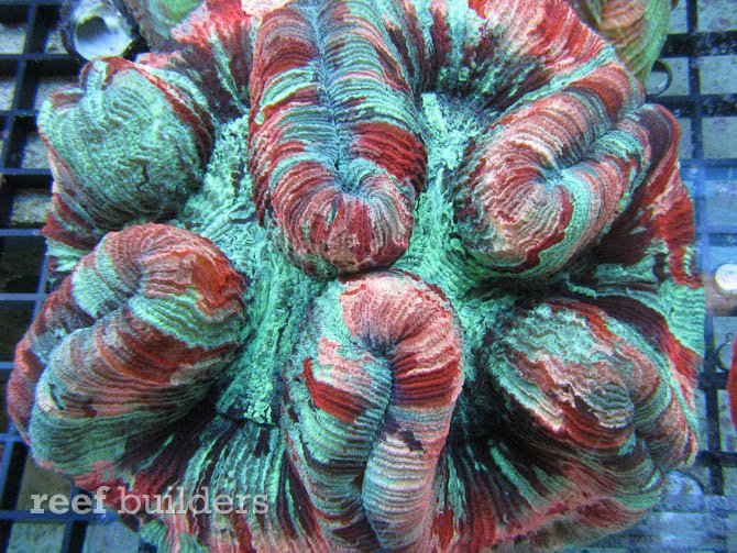 SoCal Coral Candies from AquaSD and Amazing Aquariums & Reefs | Reef ...