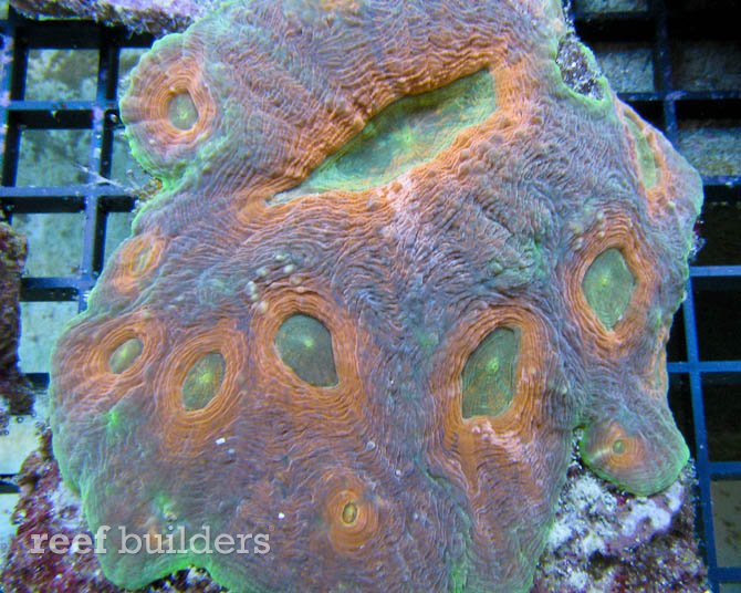 SoCal Coral Candies from AquaSD and Amazing Aquariums & Reefs | Reef ...