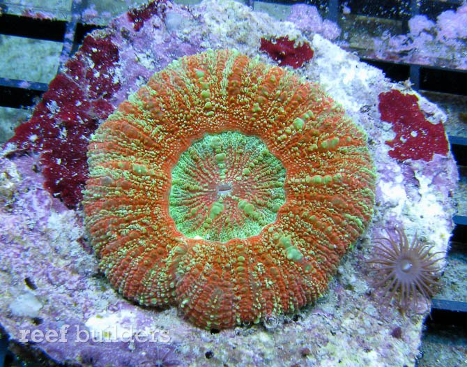 SoCal Coral Candies from AquaSD and Amazing Aquariums & Reefs | Reef ...