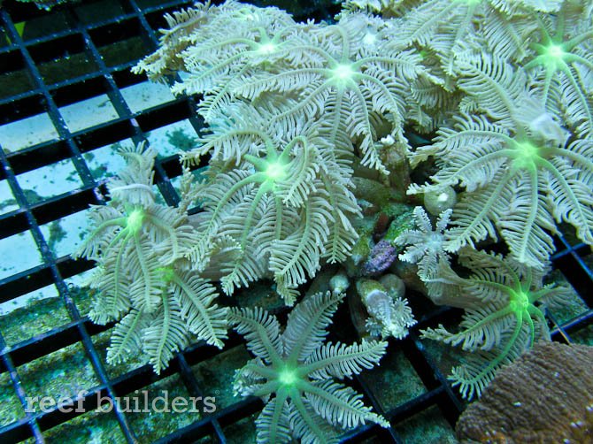 SoCal Coral Candies from AquaSD and Amazing Aquariums & Reefs | Reef ...