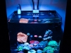 AI Vega Review: the promise of LEDs is available now | Reef Builders ...