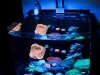 AI Vega Review: the promise of LEDs is available now | Reef Builders ...