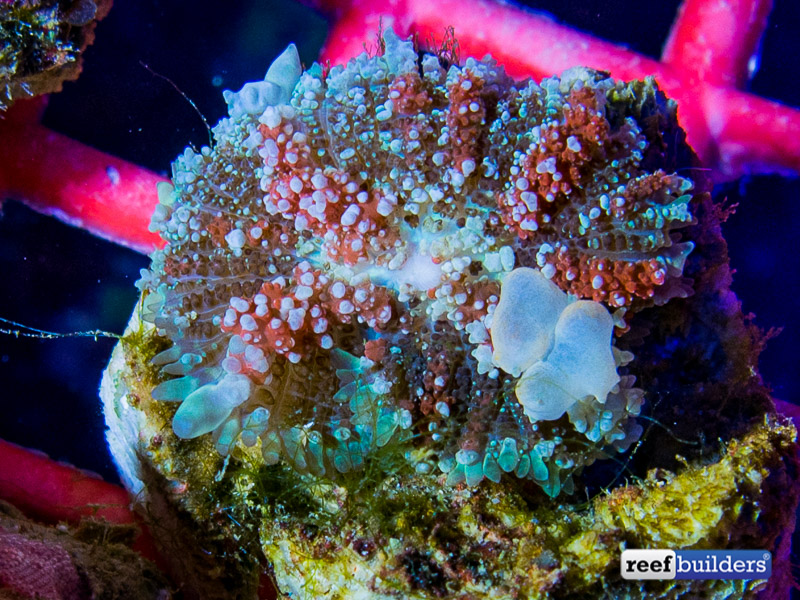 Bounce Shrooms all start out as really nice Rhodactis | Reef Builders ...