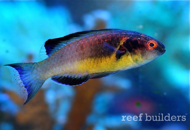Awesome Fish Spotlight: Cirrhilabrus brunneus, specter of darkness ...