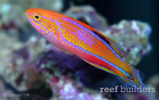 Pintail and Lunate fairy wrasses in nuptial colours are breathtaking ...
