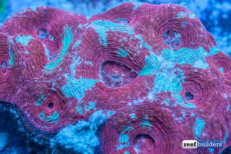 How to feed a coral reef tank | Reef Builders | The Reef and Saltwater ...