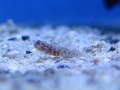 Biota Marine adds four species of Eviota to their repertoire of captive ...