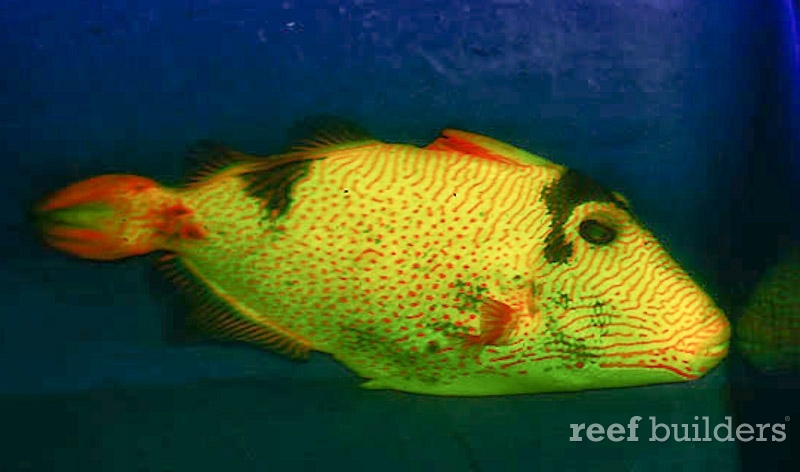 Hybrid and xanthic triggerfish that you'll never forget - Reef Builders ...