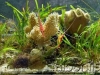 Halophila’s Seagrass tank is a prime example of simple beauty | Reef ...
