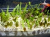 Halophila’s Seagrass tank is a prime example of simple beauty | Reef ...