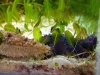 Halophila’s Seagrass tank is a prime example of simple beauty | Reef ...