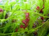 Halophila’s Seagrass tank is a prime example of simple beauty | Reef ...