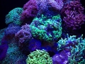 The Hammer Coral Cube is a Euphyllia-dominated masterpiece | Reef ...