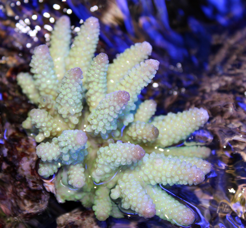 Simon Garratt’s inspiring intertidal reef at six months | Reef Builders ...