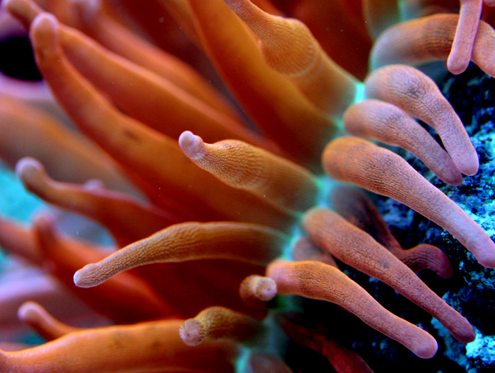 Simon Garratt’s inspiring intertidal reef at six months | Reef Builders ...